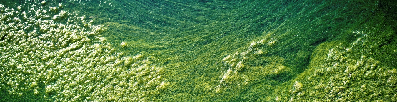 Search | Calgon Carbon Corporation