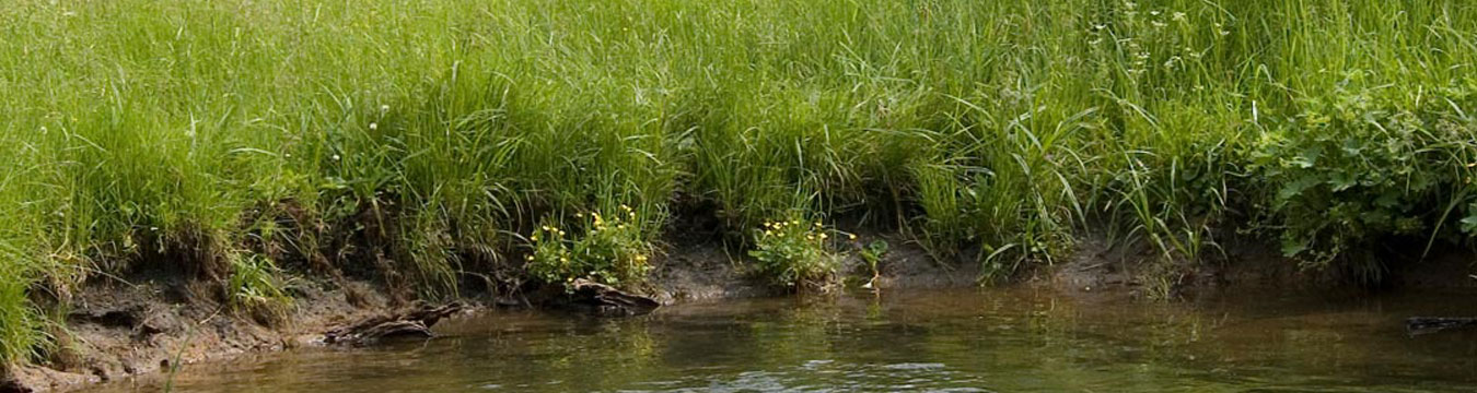 Search | Calgon Carbon Corporation